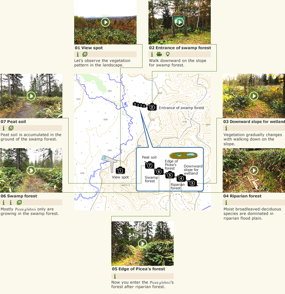 Picea glehnii’s swamp forest - Whole-landscape trail in research forest ...
