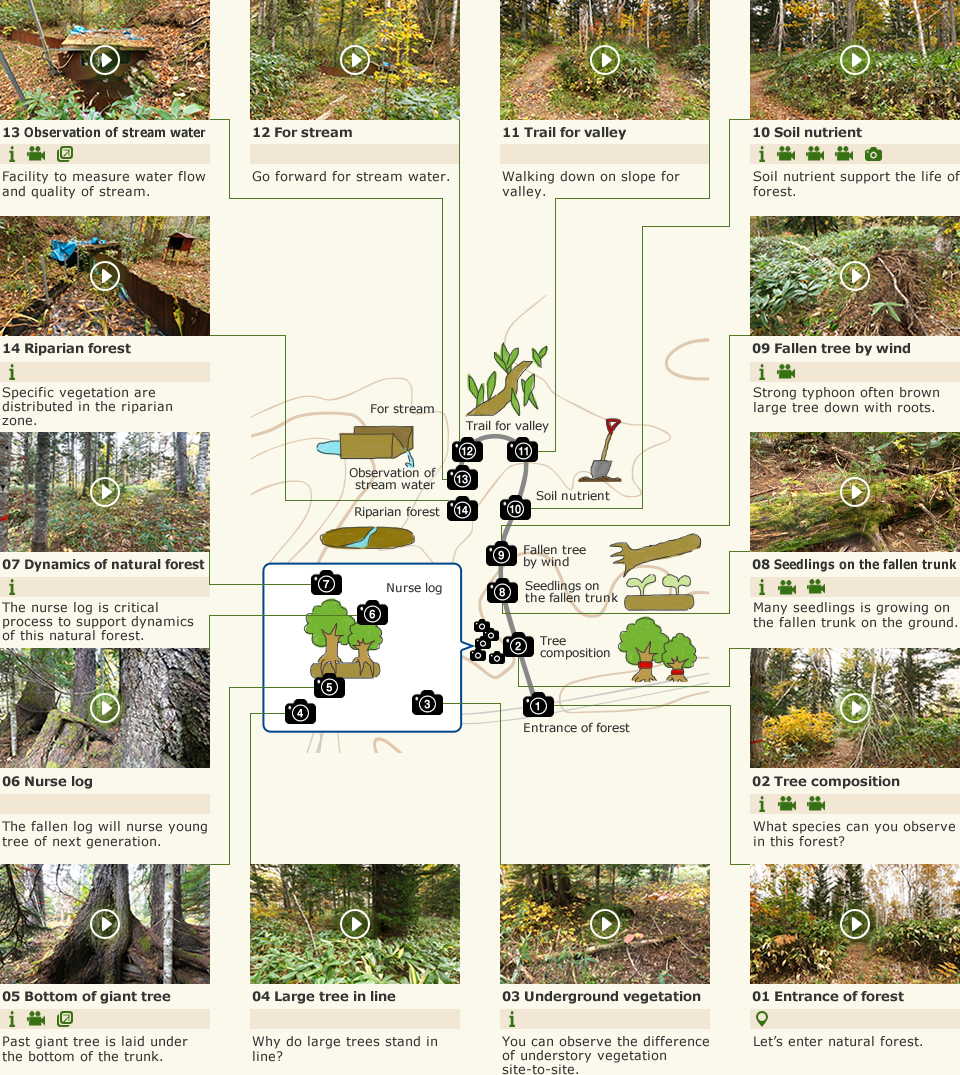 Natural forest catchment - Whole-landscape trail in research forest ...